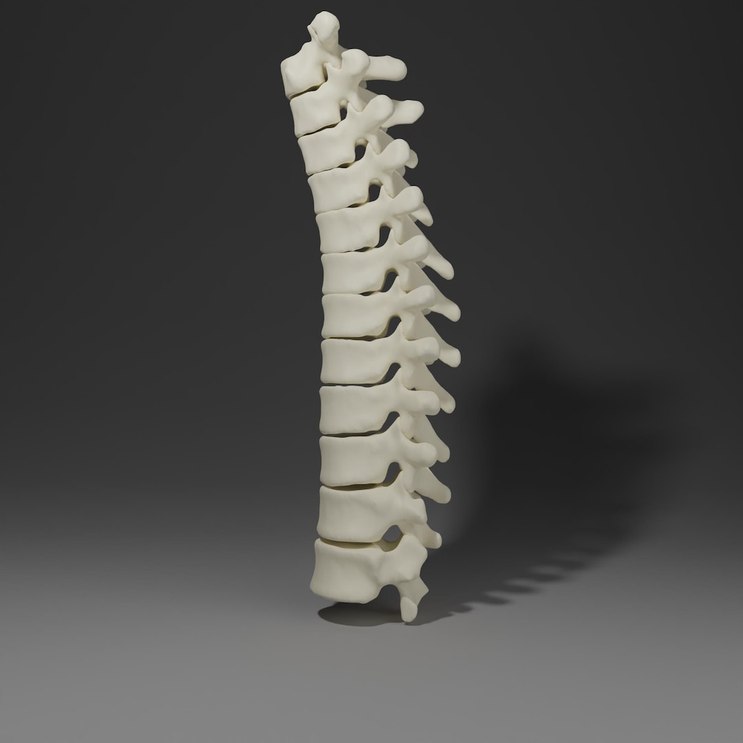 3D Printable Thoracic Vertebrae, Life Size - Etsy