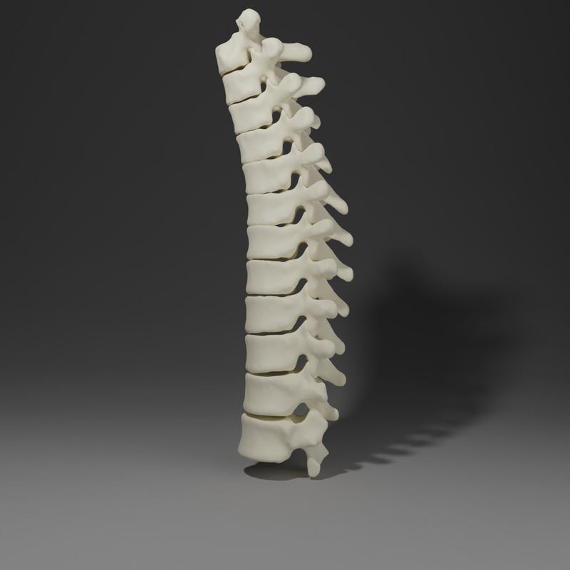 How Do You Spell Vertebrae - Etsy Australia