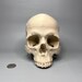 Human Maxilla and Mandible 3D Printed, Life Size Anatomical Model - Etsy