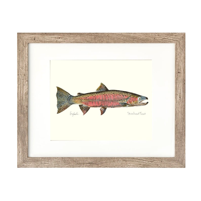 8x10 SET OF 5 TROUT Prints, Freshwater Fish, Fish Painting, Fly Fishing ...