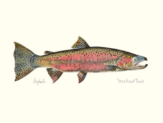 11x14 STEELHEAD TROUT, Freshwater Fish, Fish Painting, Fly Fishing ...