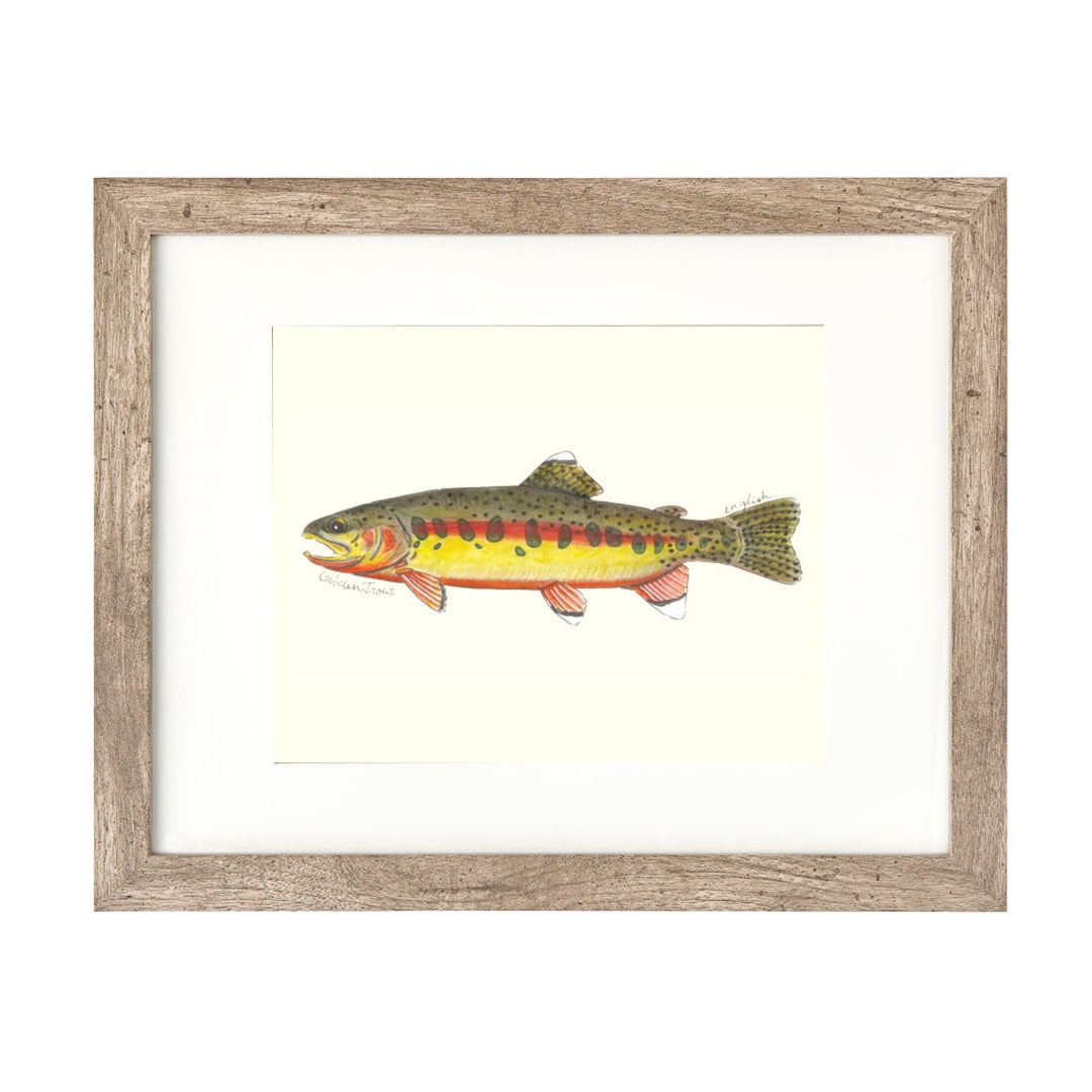 11x14 GOLDEN TROUT, Fish, Freshwater Fish, Fish Painting, Fly Fishing ...