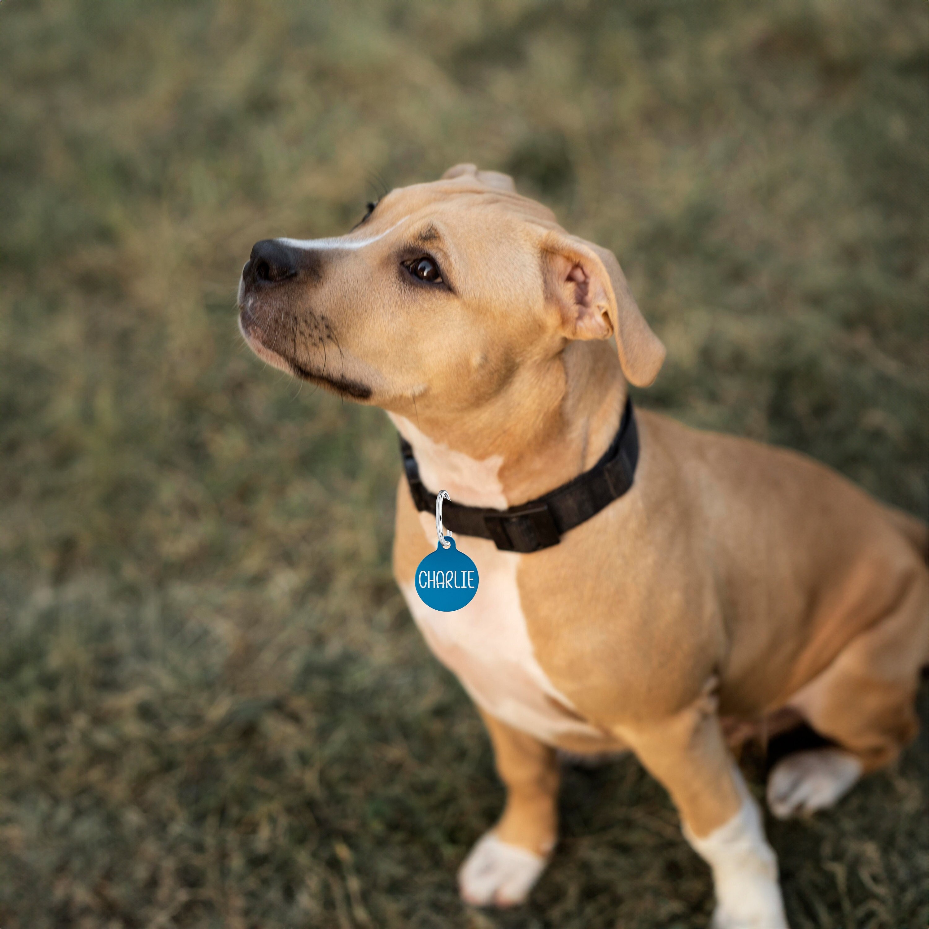Dog Tag Personalized Cat Tag Dog Collar Tag Custom Cat Collar Tag Cat ...