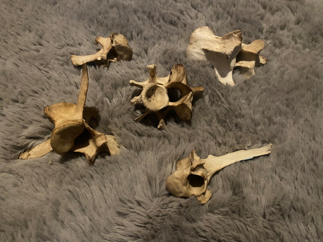 Bones, Deer Bones, Vertebrae, Deer Spine, Animal Bones, Real Animal ...