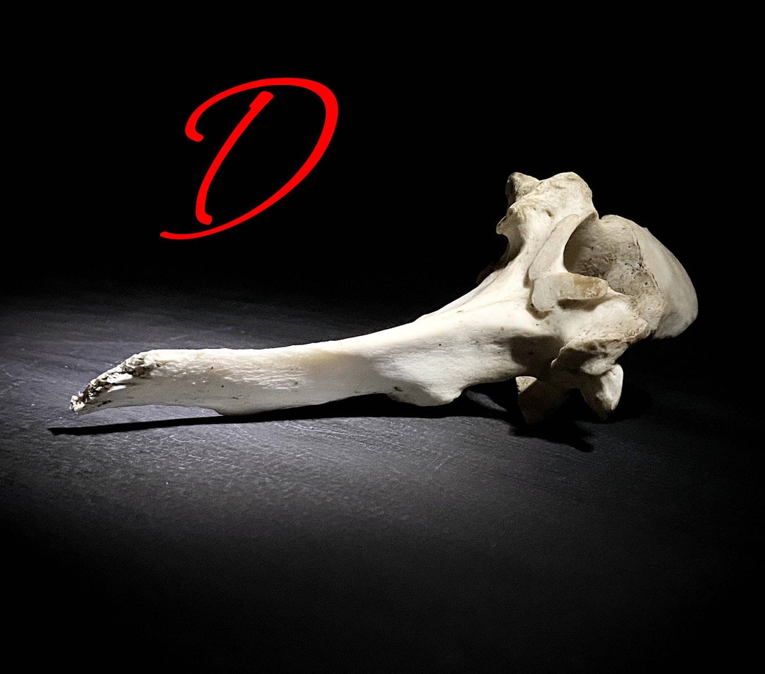 Bones, Deer Bones, Vertebrae, Deer Spine, Animal Bones, Real Animal ...