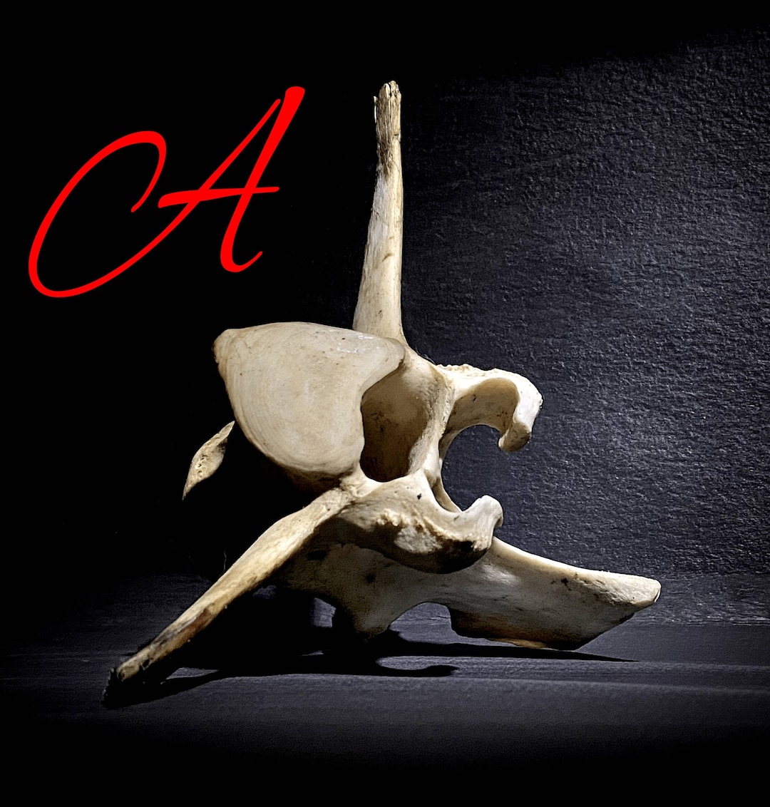 Bones, Deer Bones, Vertebrae, Deer Spine, Animal Bones, Real Animal ...