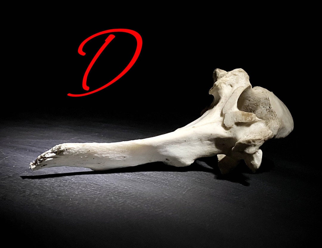 Bones, Deer Bones, Vertebrae, Deer Spine, Animal Bones, Real Animal ...