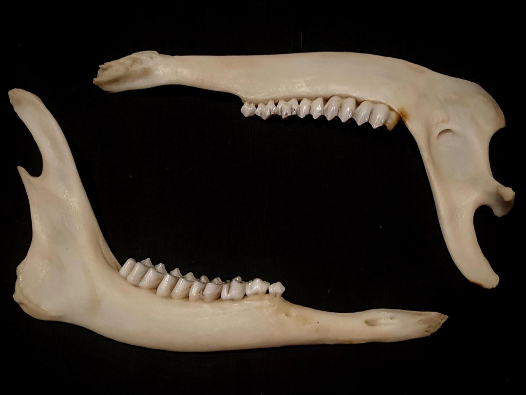 Jaw, Deer Jaw, Deer, Bones, Bone, Deer Bones, Jaw Bones, Teeth, Mouth ...