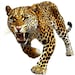 25 Angry Leopard Digital Clipart | High-resolution | Bold Designs for ...
