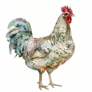 50 Watercolor Chicken Clipart PNG Bundle - - Personal and Commercial ...