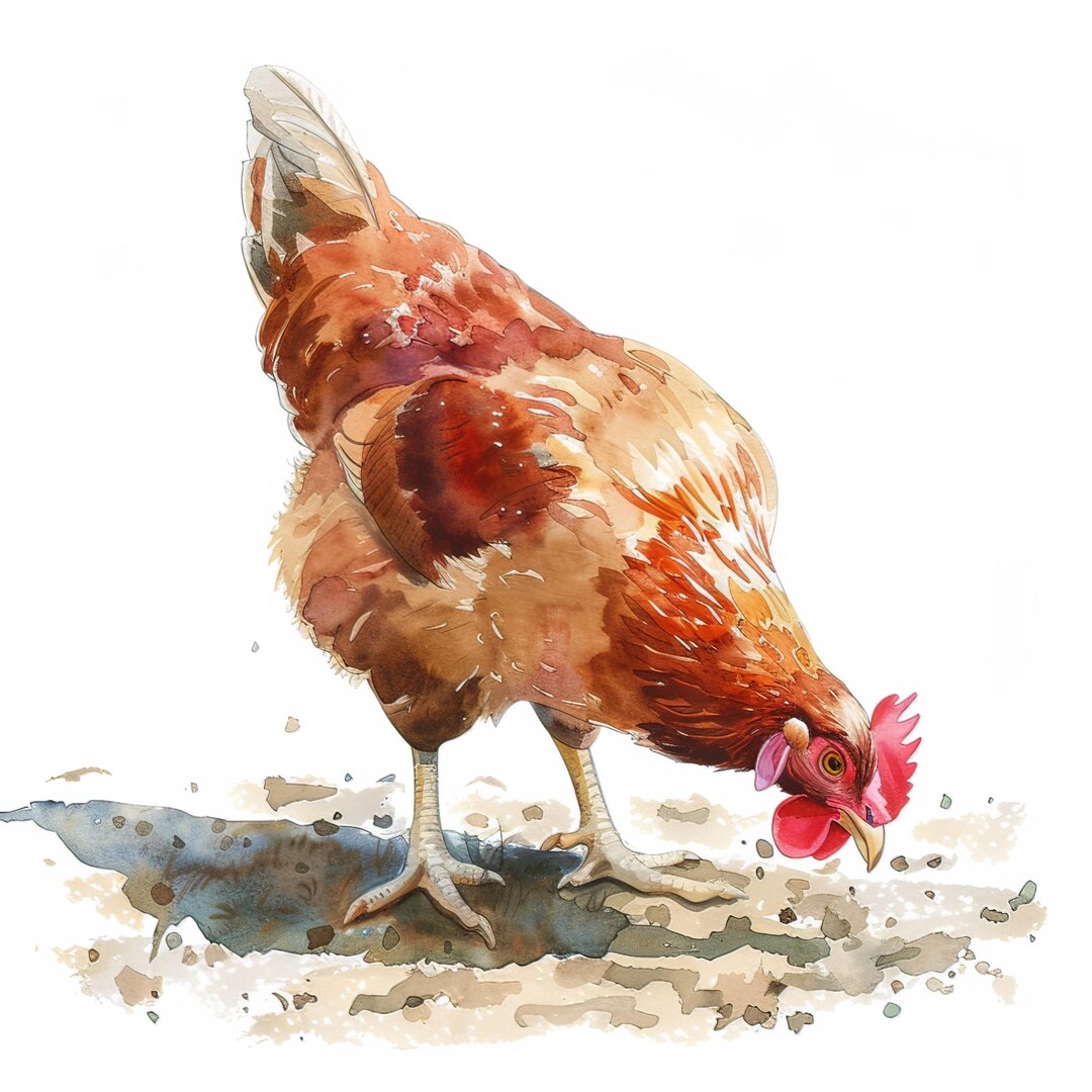 50 Watercolor Chicken Clipart PNG Bundle - - Personal and Commercial ...