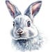 15 Arctic Hare Clipart – High Res Watercolor Jpgs | Winter Bunny ...