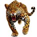 25 Angry Leopard Digital Clipart | High-resolution | Bold Designs for ...