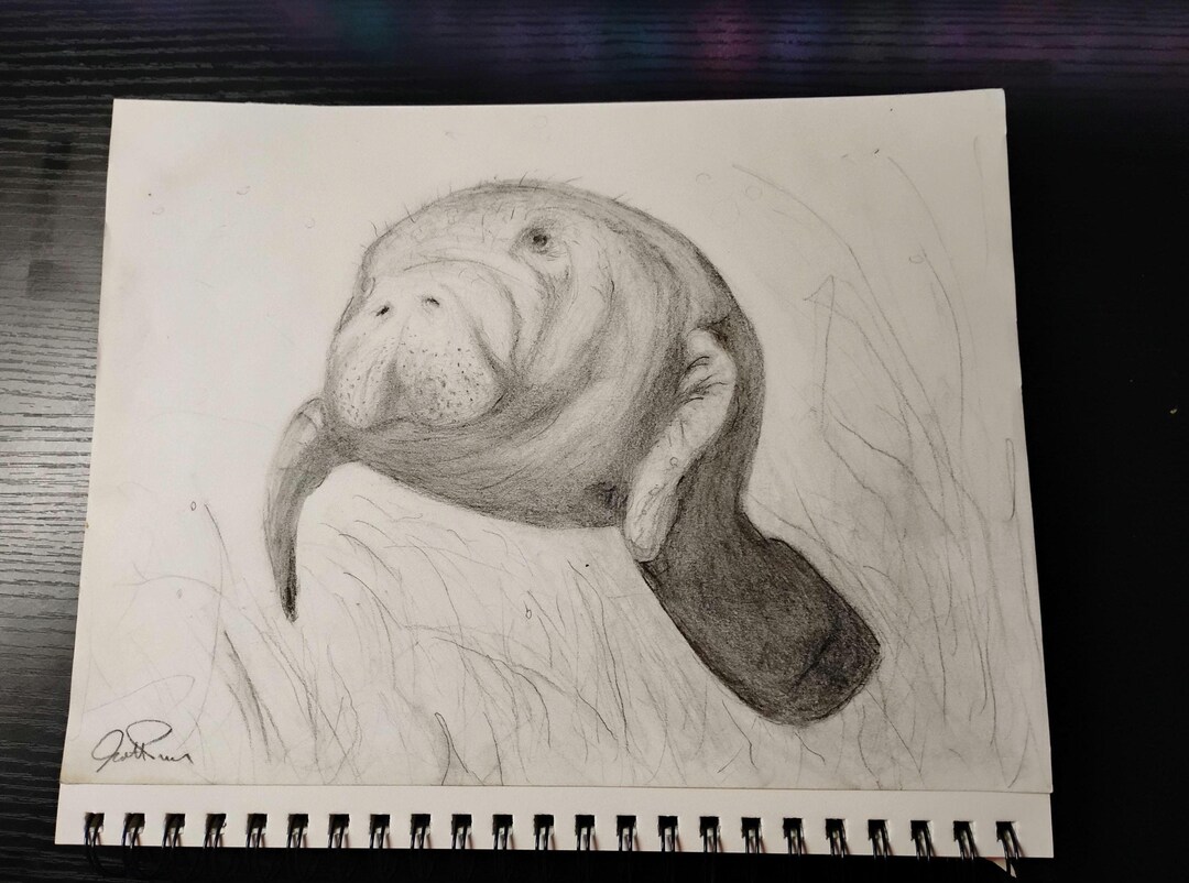 Manatee Pose Original Sketch Art 12x9 - Etsy