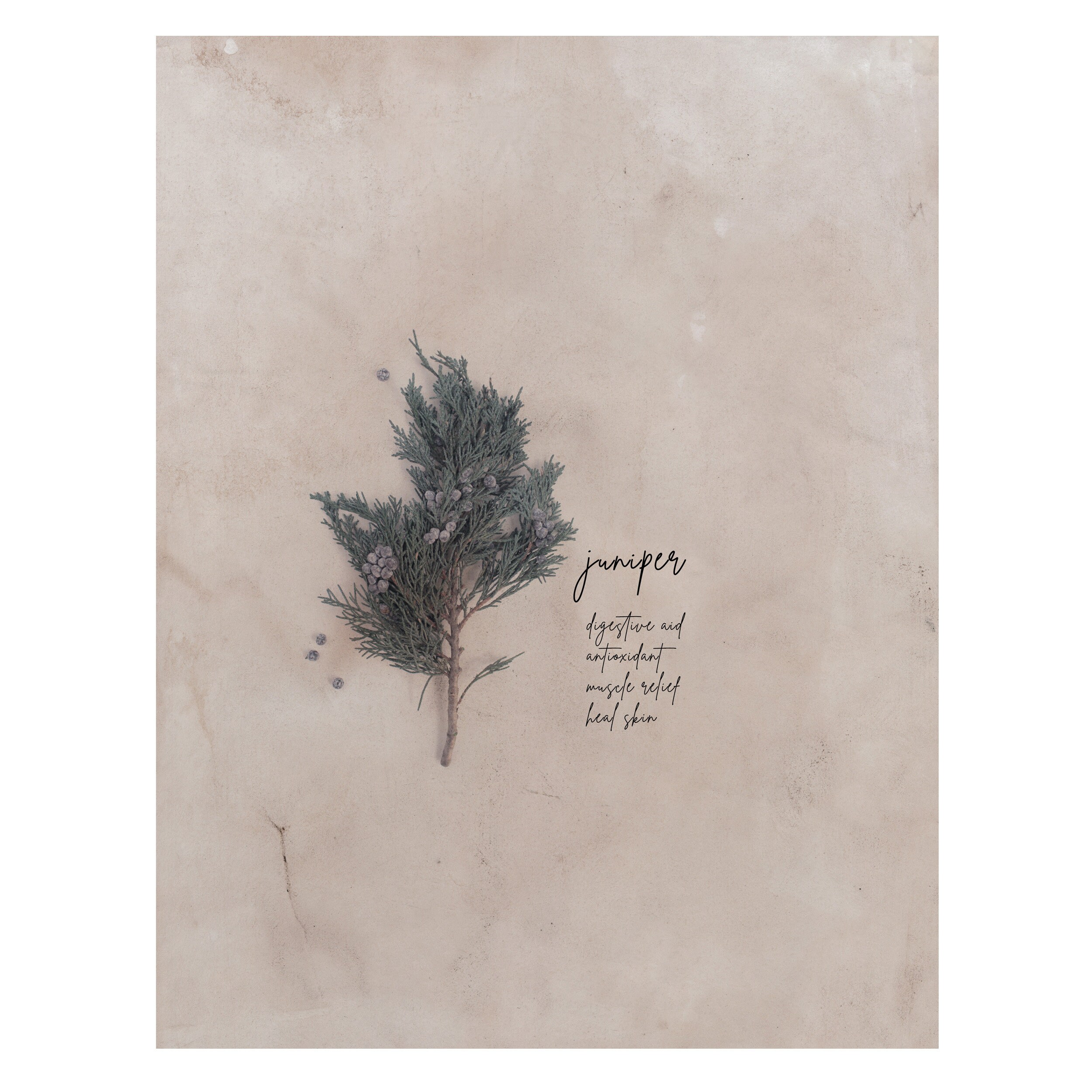 Plants and Nature Artwork With Quote, Juniper Berry Plants Apothecary ...