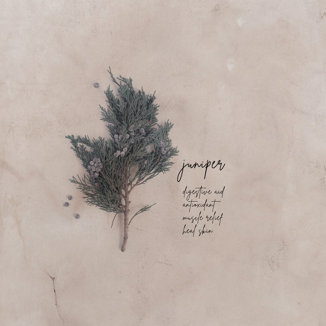 Plants and Nature Artwork With Quote, Juniper Berry Plants Apothecary ...