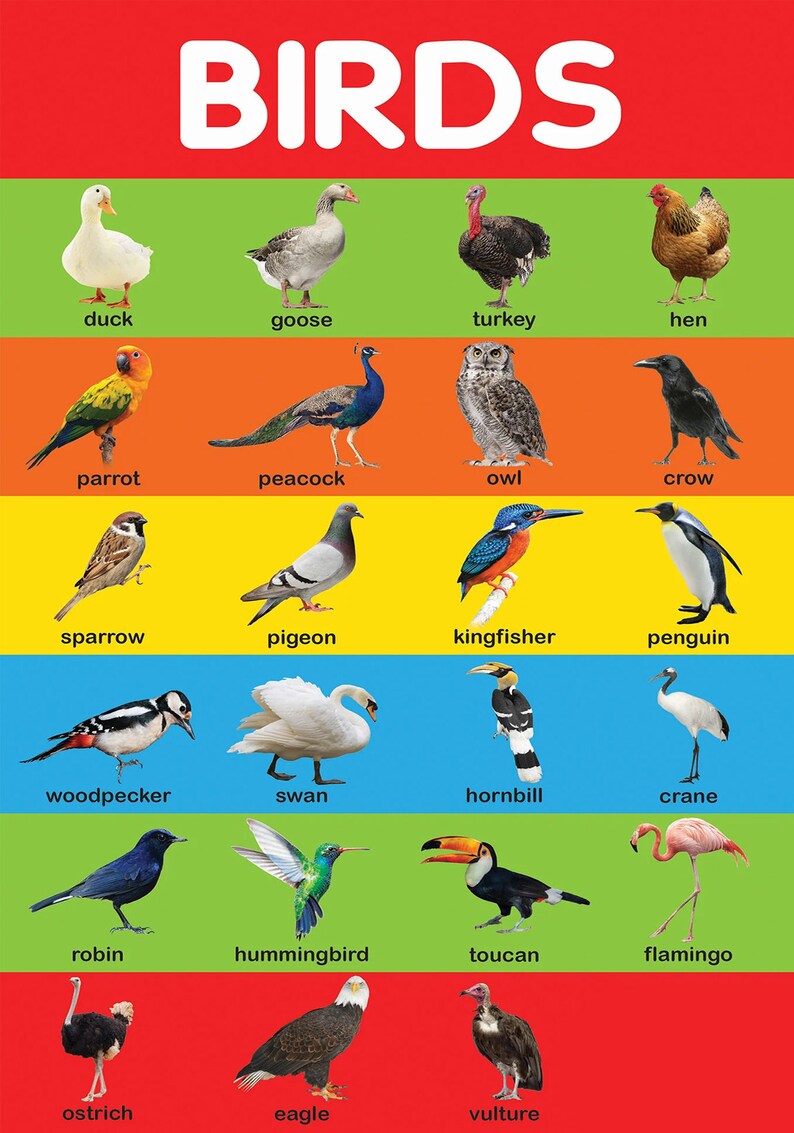 Kids Educational Posters Bundle For, Kids Activity Learning Posters ...