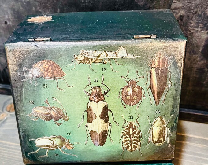 Upcycled Vintage Box; Specimen Box, Entomology, Mushroom Journal ...