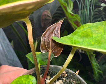 Anthurium Delta Dawn X Papillilaminum - Etsy