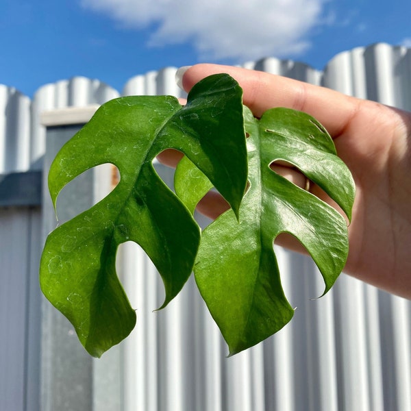 Mini Monstera Plant - Etsy