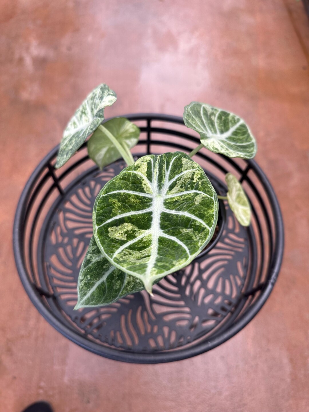 Alocasia Ninja Variegated Gift for Plant Lover Gift Exact Plant - Etsy
