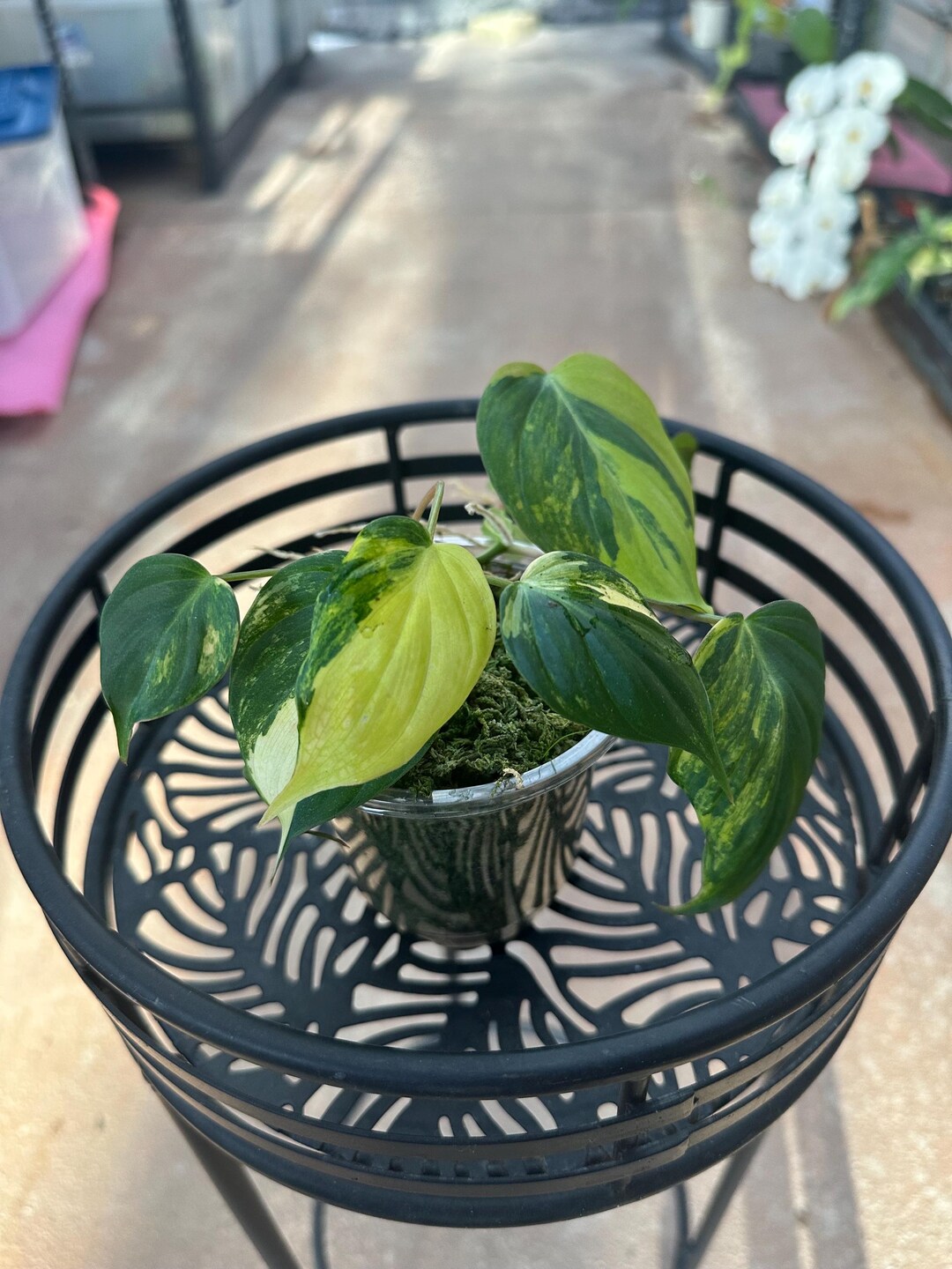 Philodendron Micans Variegated Micans Rooted Cuttings Exact Plant Exact ...