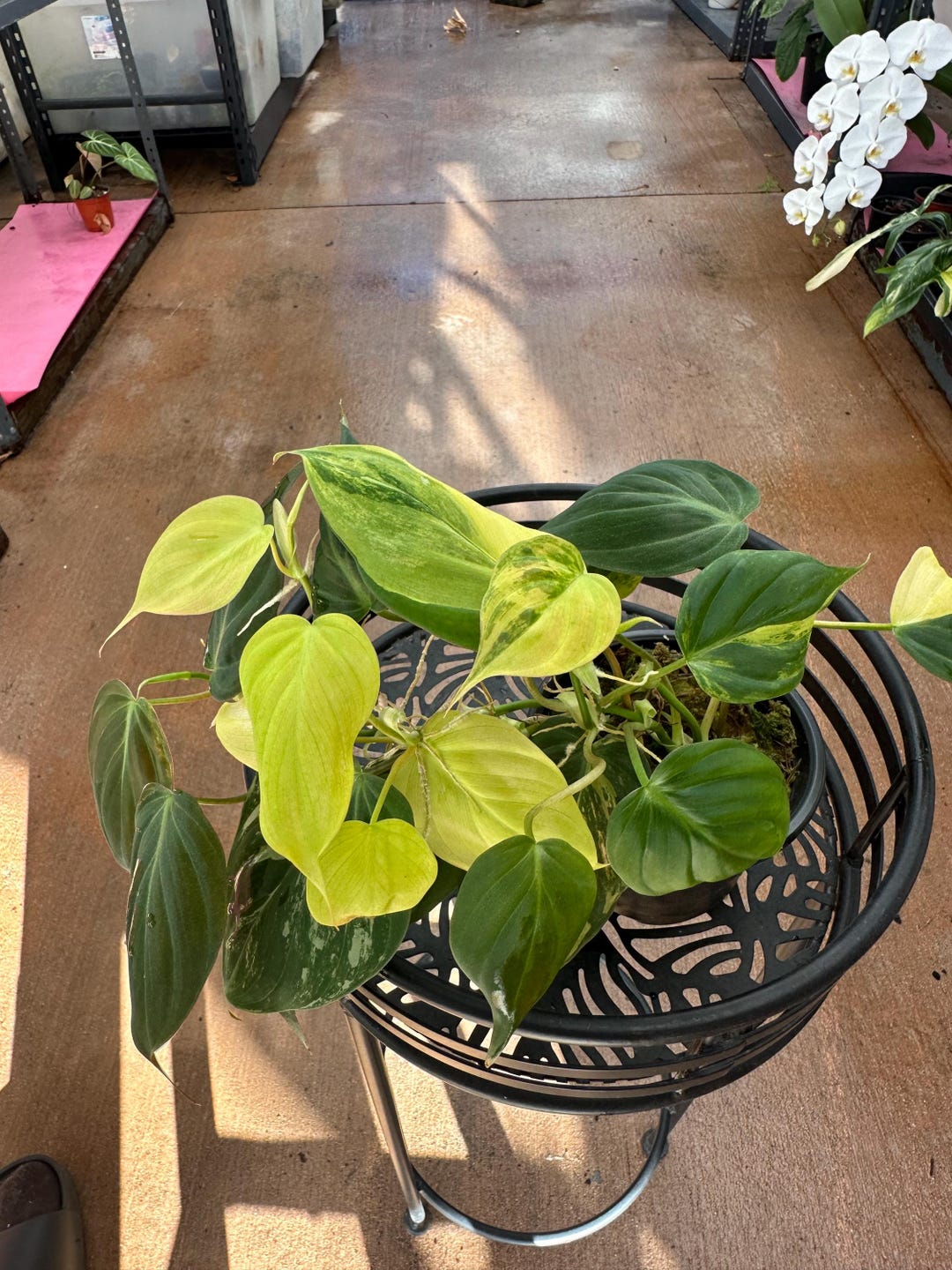 Philodendron Micans Variegated Micans Rooted Cuttings Exact Plant Exact ...
