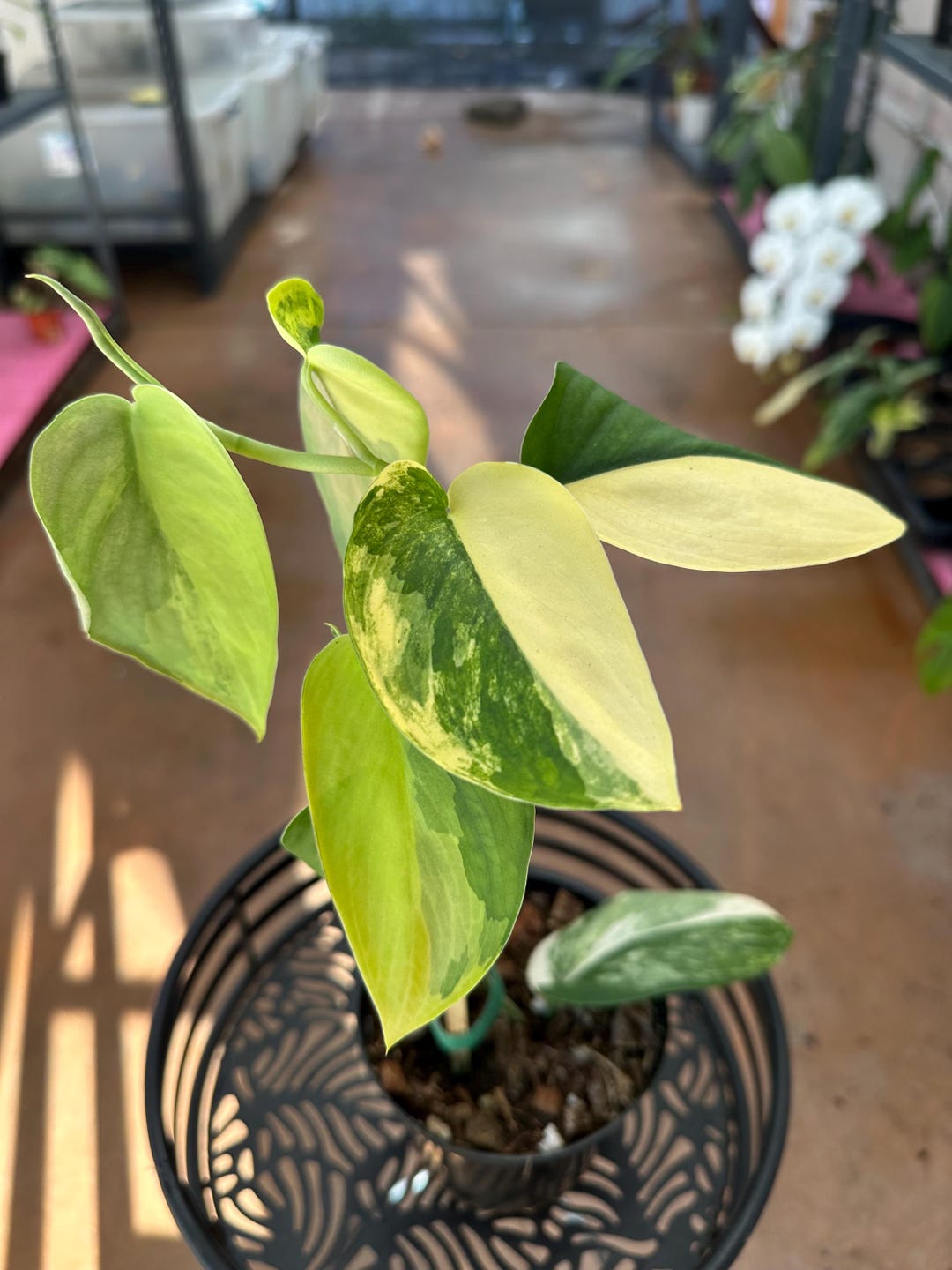 Scindapsus Jade Satin Yellow Exact Plant Gift for Plant Lover Gift - Etsy