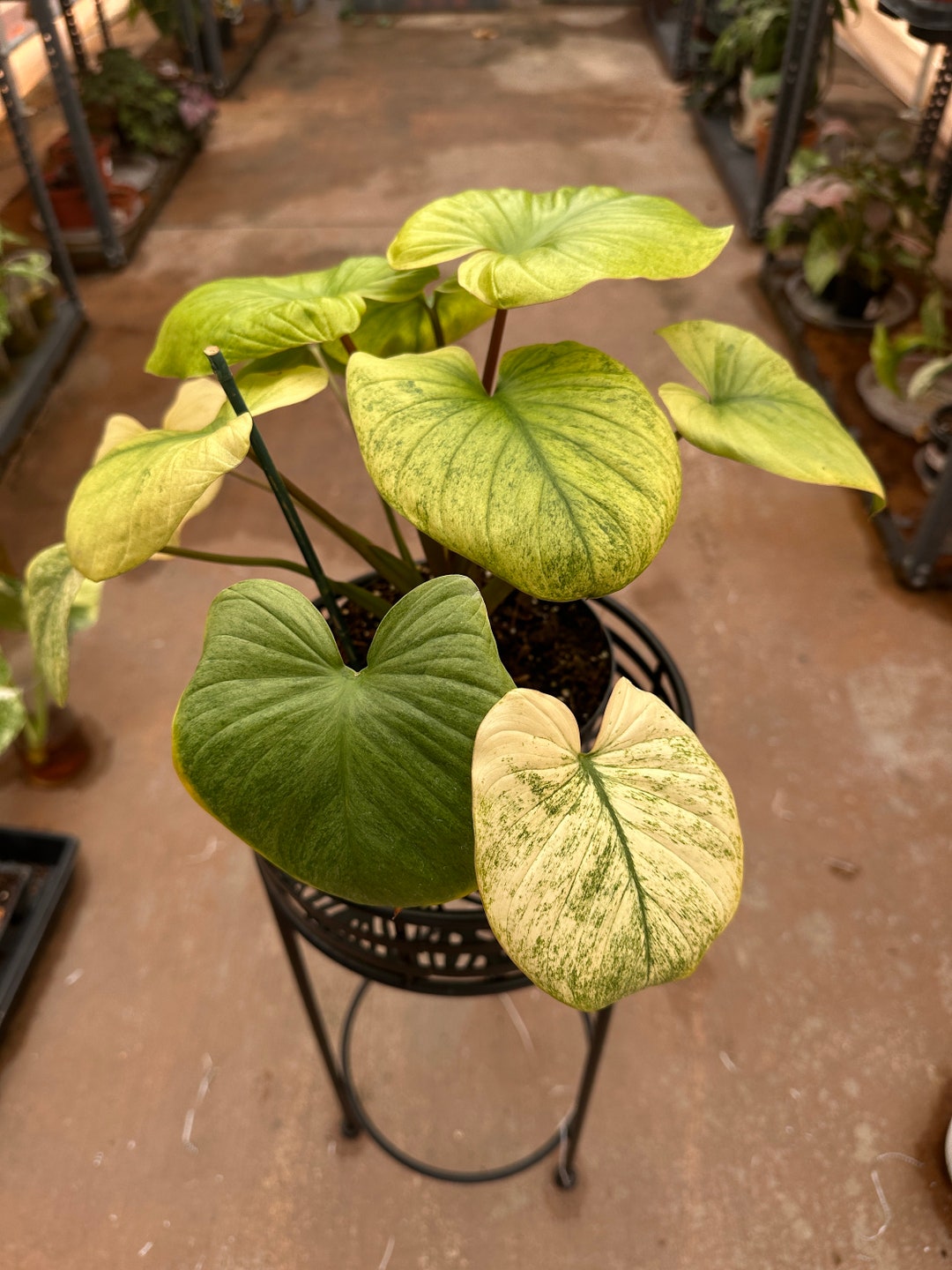 Homalomena Rubescens Mint Melon Pink Mint Melon Homalomena Rubescens ...