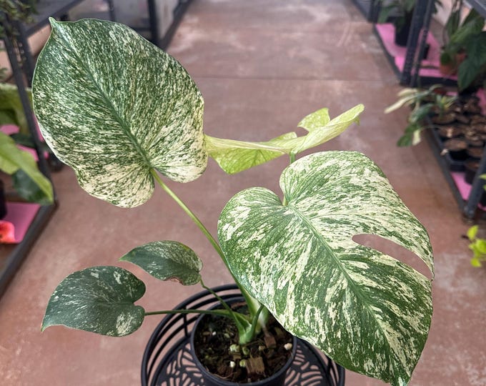 Monstera Mint Monstera Deliciosa Mint Monstera Rare Plant Exact Plant ...