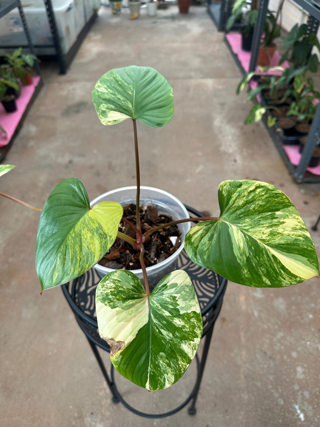 Homalomena Rubescens Variegated Yellow Homalomena Gift for Plant Lover ...