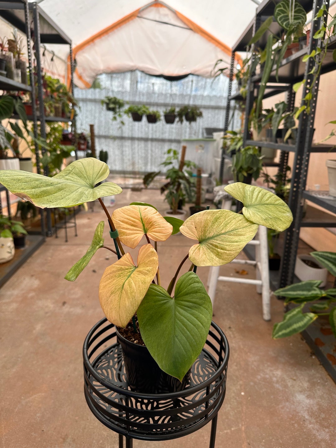 Homalomena Rubescens Mint Melon Pink Mint Melon Homalomena Rubescens ...