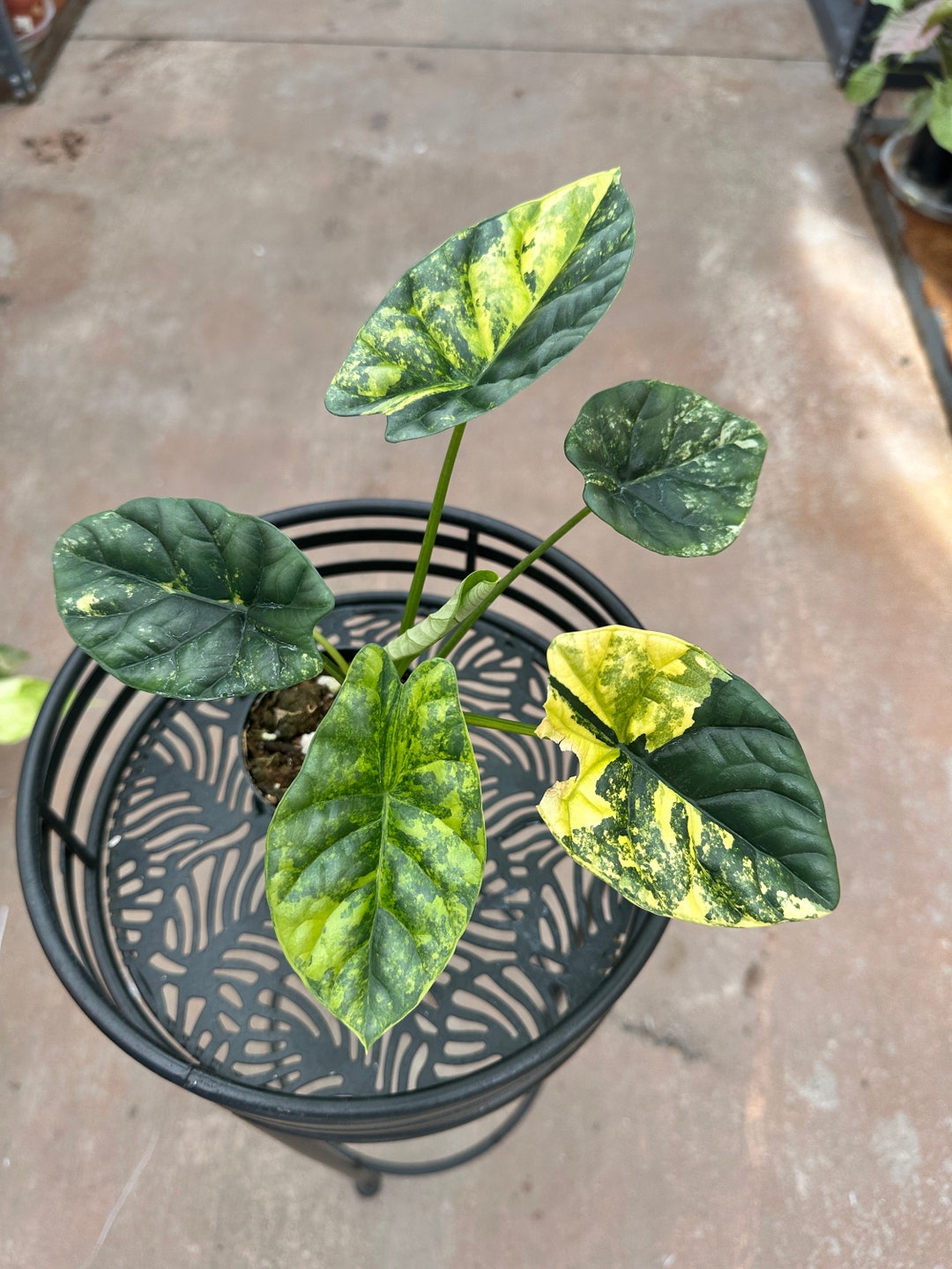 Alocasia Sinuata Variegated Gift for Plant Lover Gift Exact Plant - Etsy
