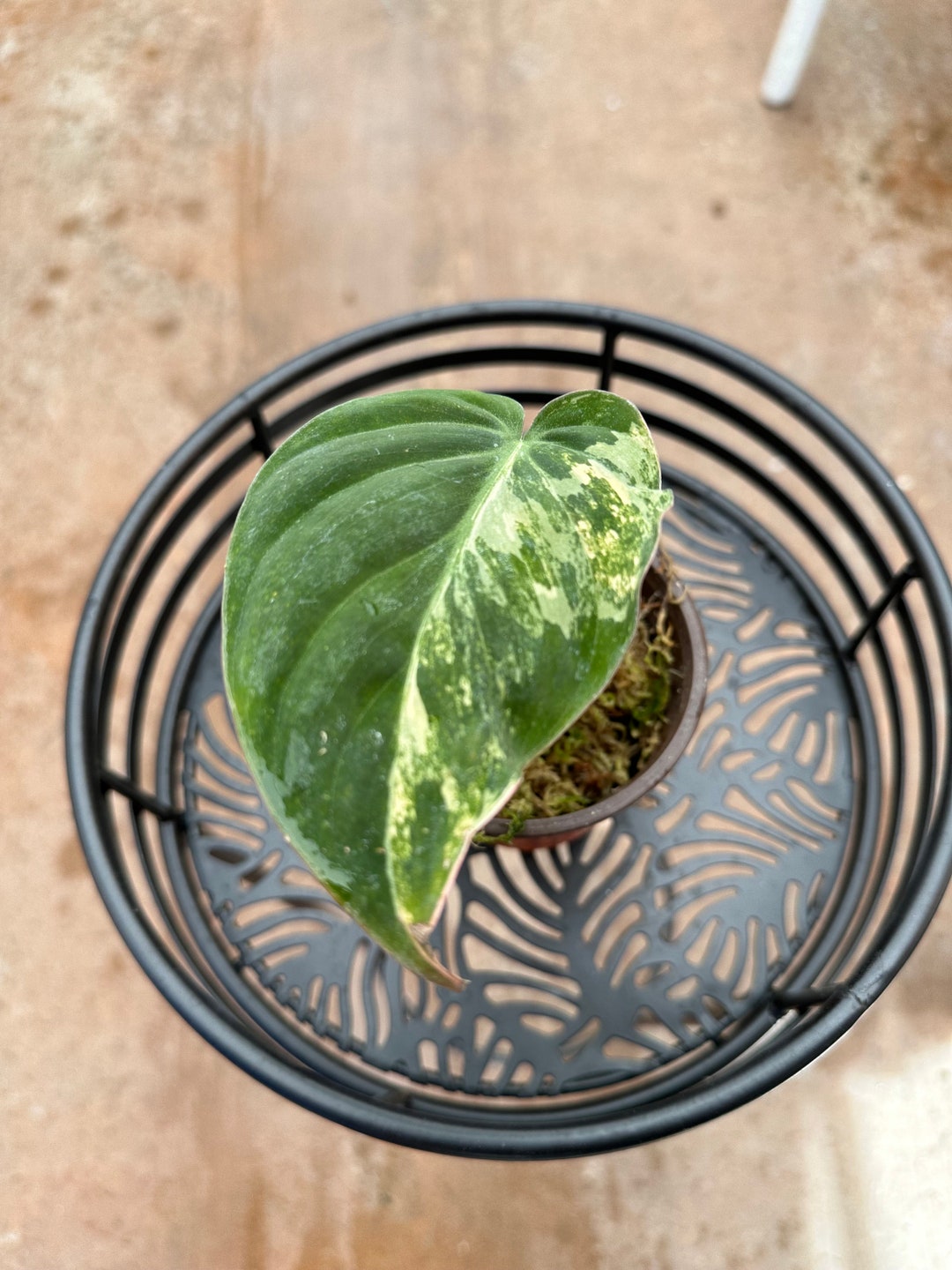 Philodendron Micans Variegated Micans Rooted Cuttings Exact Plant Exact ...