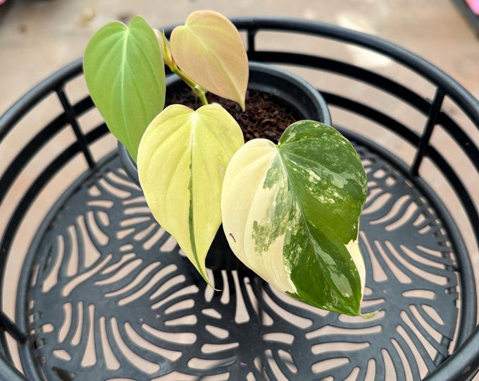 Philodendron Micans Variegated Micans Rooted Cuttings Exact Plant Exact ...
