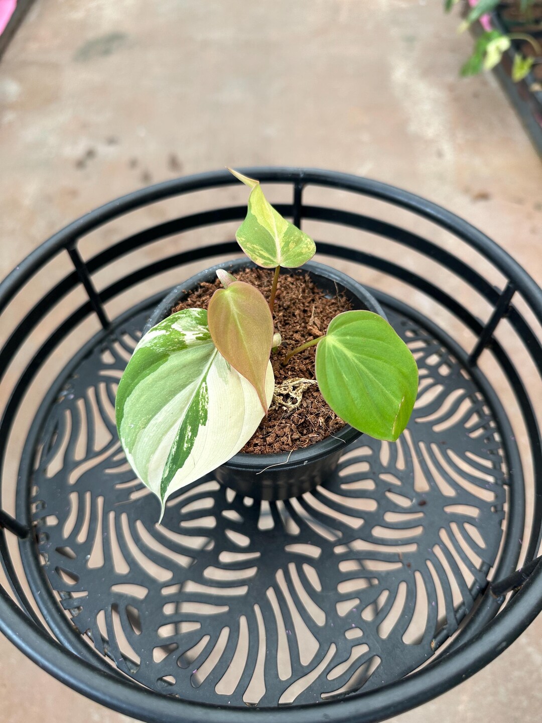 Philodendron Micans Variegated Micans Rooted Cuttings Exact Plant Exact ...