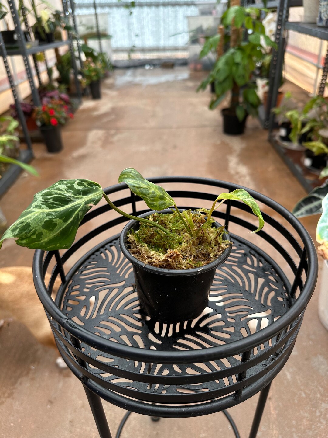 Philodendron Gloriosum Snow Leopard Philodendron Gloriosum Mutation ... Philodendron Gloriosum Snow Leopard Philodendron Gloriosum Mutation ...