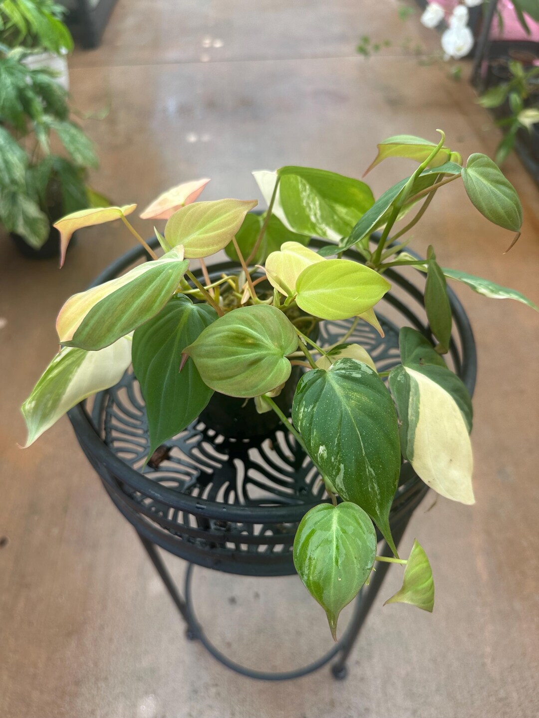 Philodendron Micans Variegated Micans Rooted Cuttings Exact Plant ...