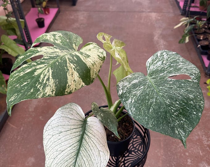 Monstera Mint Monstera Deliciosa Mint Monstera Rare Plant Exact Plant ...