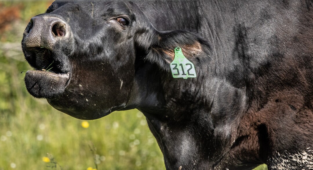 Moooove Over Photo of Mooing Cow - Etsy