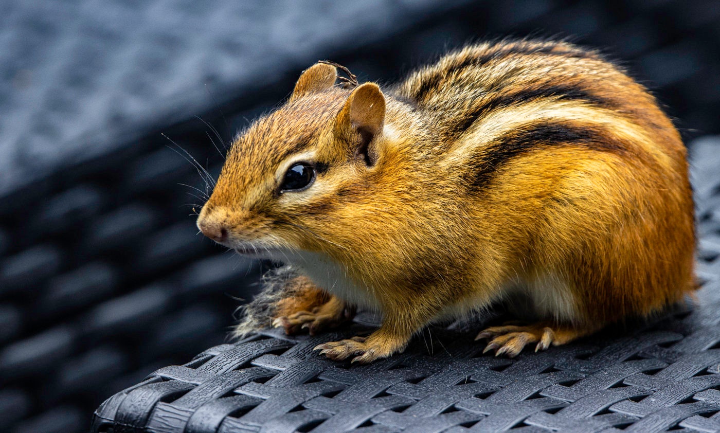 Hey Alvin Photo of Chipmunk - Etsy