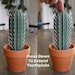 3D Printed Cactus Toothpick Dispenser | Fake House Plant | Indoor Plant ...
