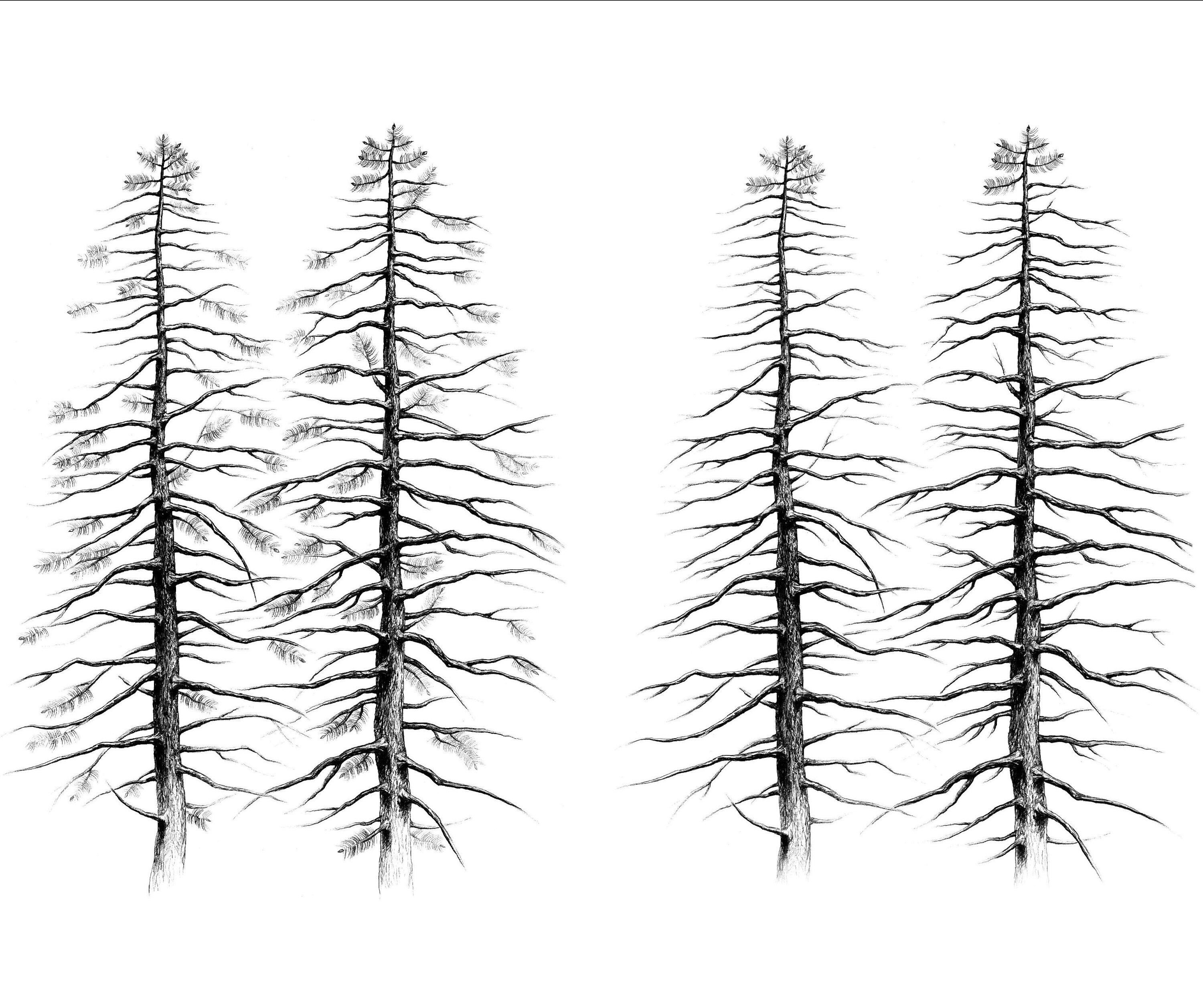 Wedding Guest Book Alternative Tree Double Pine Two Pines Rustic ...