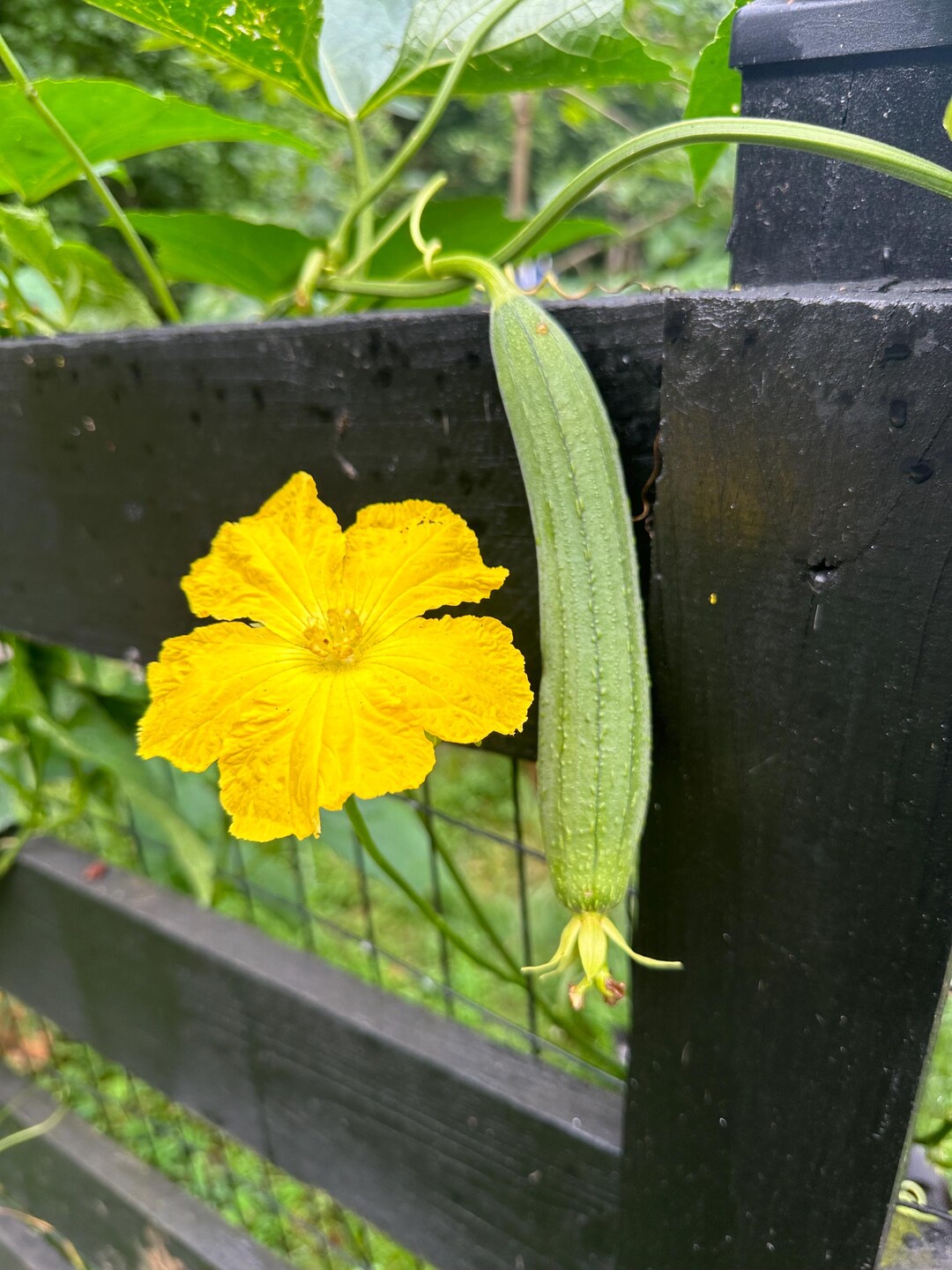 Long Luffa Seeds - Etsy