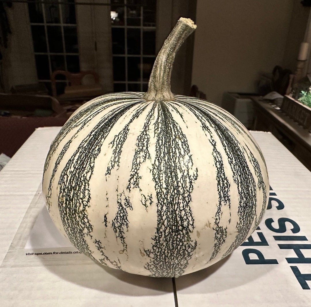 Silver Edge Pumpkin Seeds - Etsy