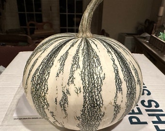 Silver Edge Pumpkin Seeds - Etsy