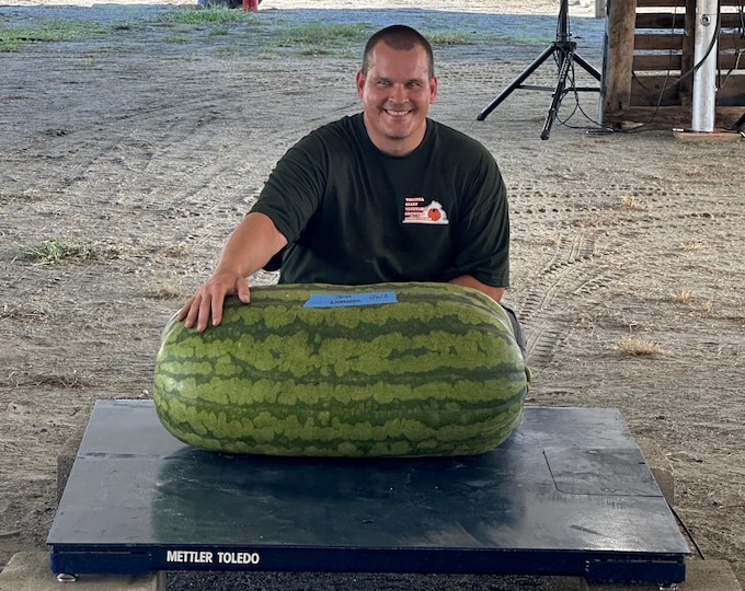 75 Pound Carolina Cross Watermelon Seeds! Massive Prize Winning Melons ...