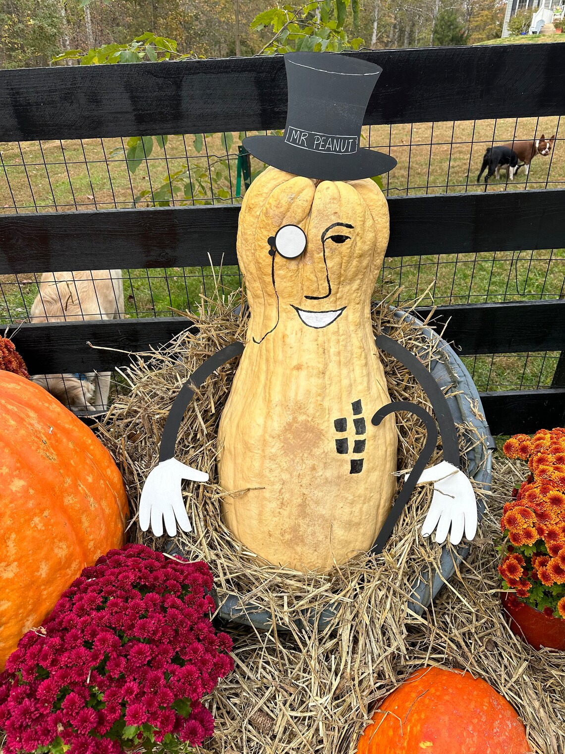 103lb Giant Butternut Squash Seeds - Etsy