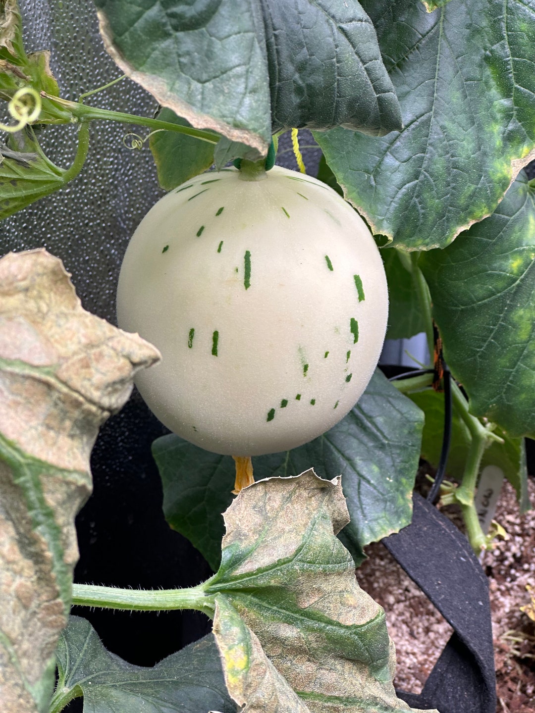 Snow Leopard Melon Seeds - Etsy