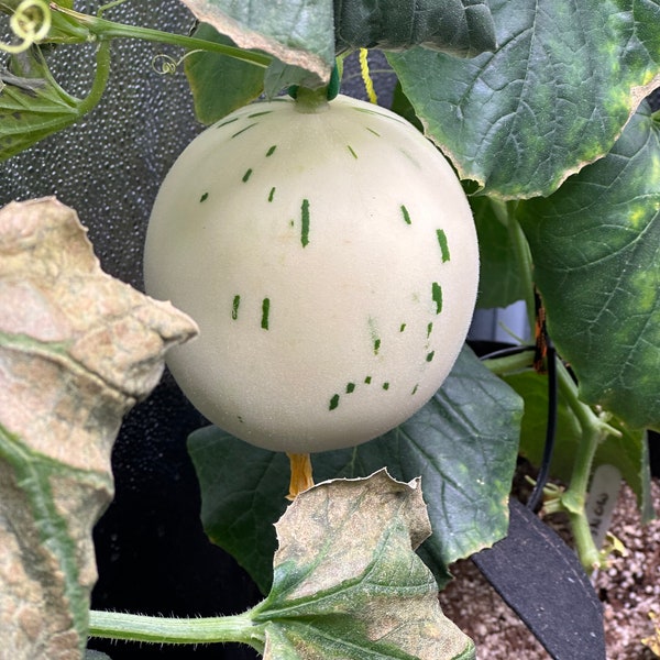 Snow Leopard Melon Seeds - Etsy